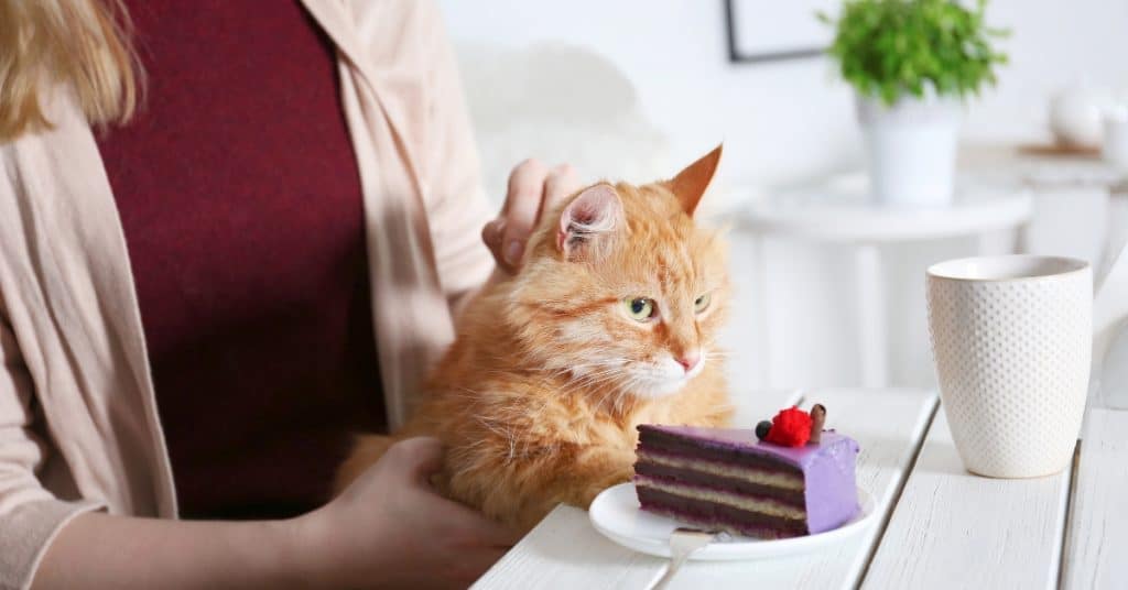 7 Paw-Some Pet-Friendly Cafes And Restaurants To Explore With Your Pets ...