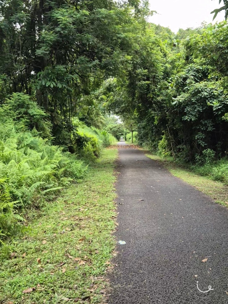 Guide To Rail Corridor South: Easy Trekking In Verdant Greenery Along ...